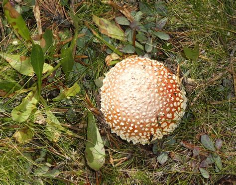 Hiking Along Yosemites Mono Pass Trail Sierra News Online