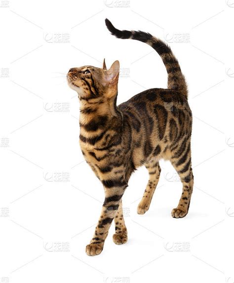 美丽的成年孟加拉猫品种孤立的白色背景