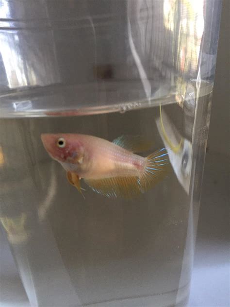 Is This Female Ready To Breed I Can See All Her Eggs And Was