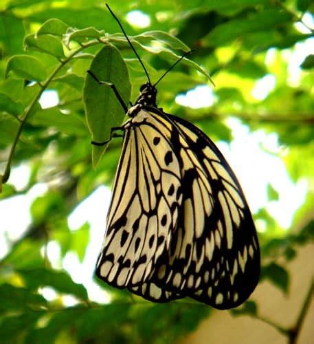 Butterfly Nymph Hubpages