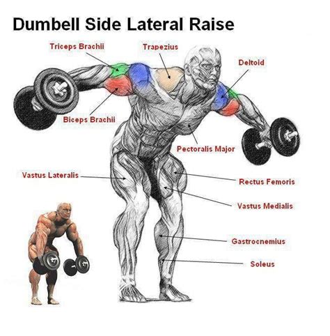 Dumbbell Side Lateral Raises Shoulder Muscles Workout Shoulder