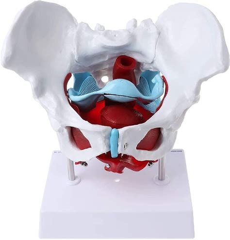 Buy Organ Model Anatomy Model Of Female Pelvis Pelvic Floor Muscles And Reproductive Organs