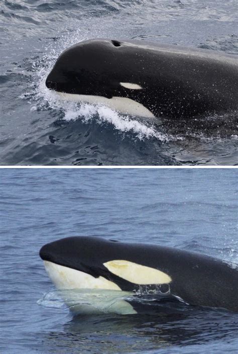 Levels Of Inbreeding For Various Orca Populations The Type D Orcas Have The Highest Known