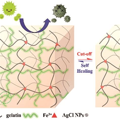 Schematic Illustration Of Silver Loaded Semi Ipn Hydrogels With Download Scientific Diagram