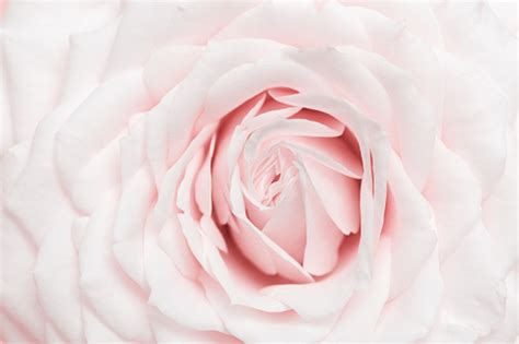 화이트 핑크 로즈 플라워 섬세한 매크로 꽃잎 파스텔 색상 자연스러운 꽃 배경을 닫습니다 신선한 부드러운 꽃 장미 선택적 포커스 플라워 카드 자연 꽃 무늬 엽서 0명에 대한