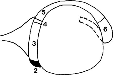Figure 1 From Regional Histology Of The Ductus Epididymidis In The