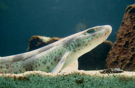 Catshark Vision You Can Have It With This Camera