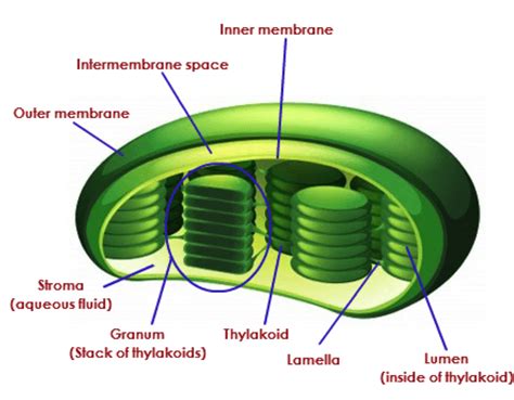 Biolis Hl Blog 82 Photosynthesis