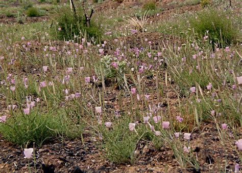 Splendid Mariposa Lily Calochortus Splendens