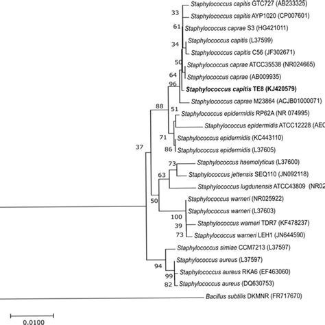 Functional Categories Of Subsystem Features Predicted In The