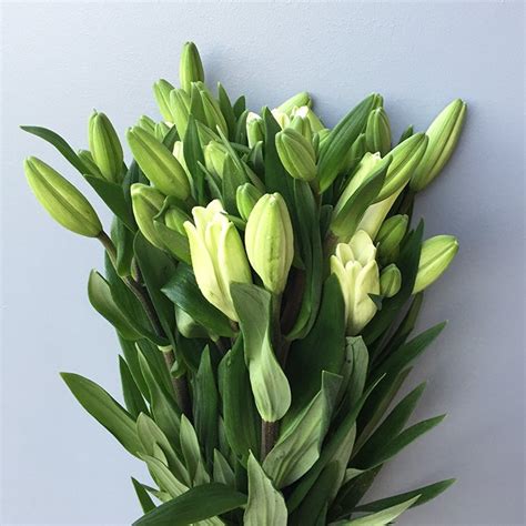 Wholesale Pompon Daisies Diy Flower Mart Orlando Fl