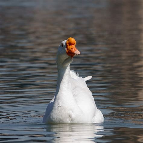 흰 거위 새 Pixabay의 무료 사진