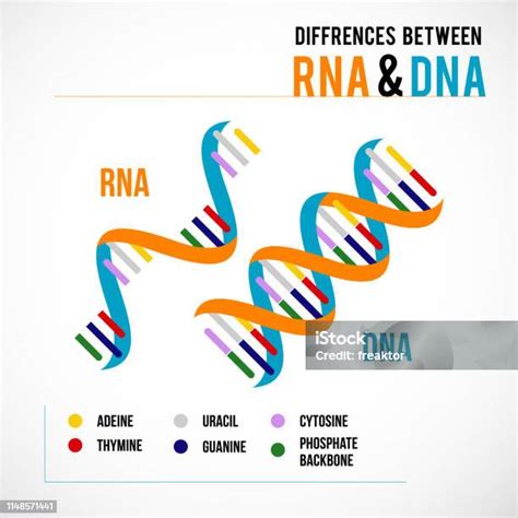 Differenze Tra Dna E Rna Immagini Vettoriali Stock E Altre Immagini