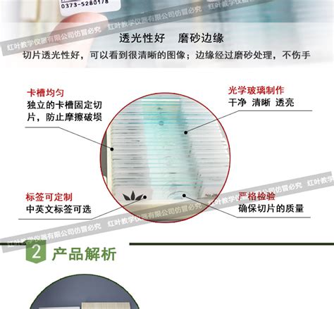 向日葵茎横切植物类切片植物结构清晰显微镜植物玻片 阿里巴巴