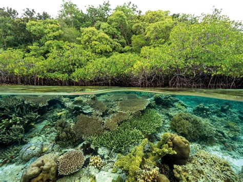 The Amazing Complexity Of Ecological Metacommunities Teaching Resources