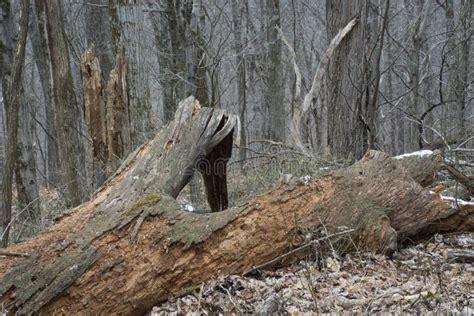Massive Fallen Tree In Forest Stock Image Image Of Massive Decaying