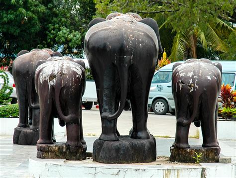 Free Images Zoo Mammal Fauna From The Rear Indian Elephant Stone