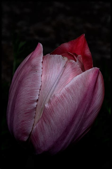 Assorted Tulips On Behance