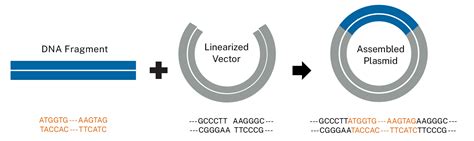Introduction To Molecular Cloning Methods Geneious