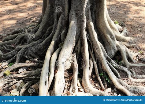 Branching Of Tree Roots On The Ground Stock Image Image Of Natural Life