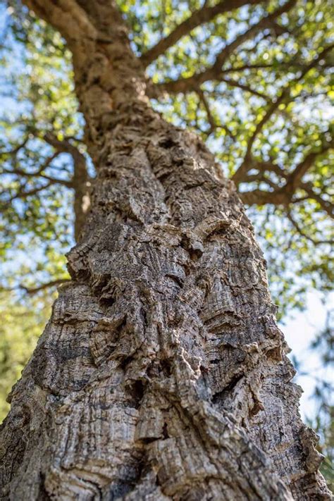 How To Identify 23 Oak Trees Species Gardeners Path