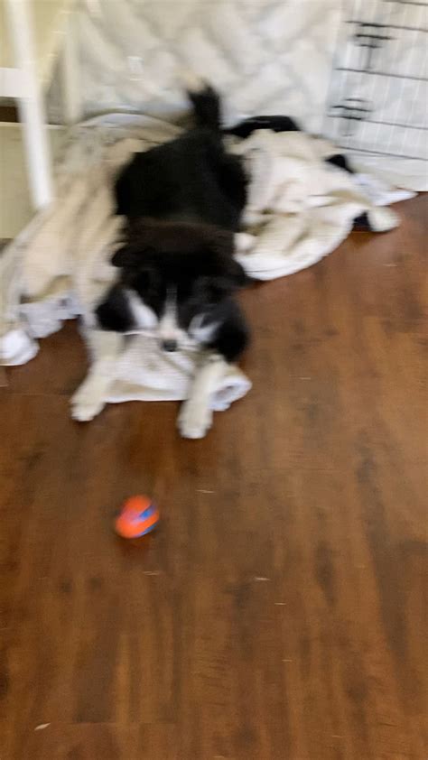lazy fetch r bordercollie
