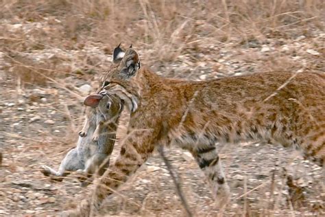 What Do Bobcats Eat Diet Of Bobcats From Squirrels To Snakes