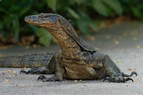 Asian Water Monitor 101 Care Size Lifespan And More