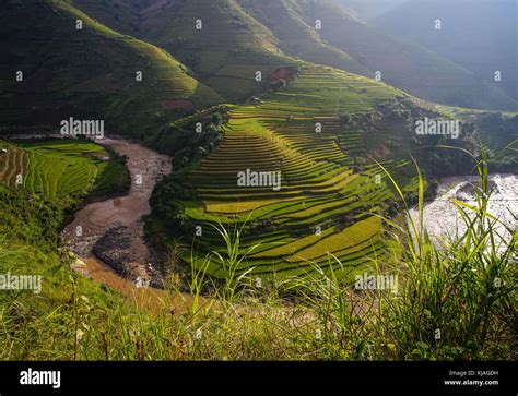 Terraced Rice Field With The River In Sapa Vietnam Sapa Is Famous For