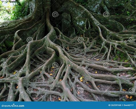 Tree Roots Royalty Free Stock Photo CartoonDealer Com 3699393