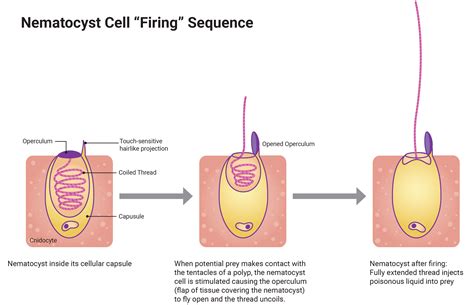 Nematocysts Function Nematocysts
