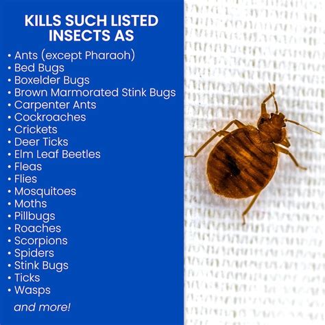 Bioadvanced Home Pest 15 Fl Oz Aerosol Bed Bug Killer In The Pesticides Department At