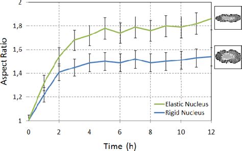 Figure 8 From A Cellular Potts Model Simulating Cell Migration On And In Matrix Environments