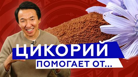 Цикорий чудо продукт который тебя сильно удивит чжудши тибетскаямедицина тибет Youtube