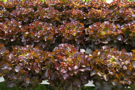 The Fresh Red Oak Leaf Lettuce Vegetable Prepared For Making Salad
