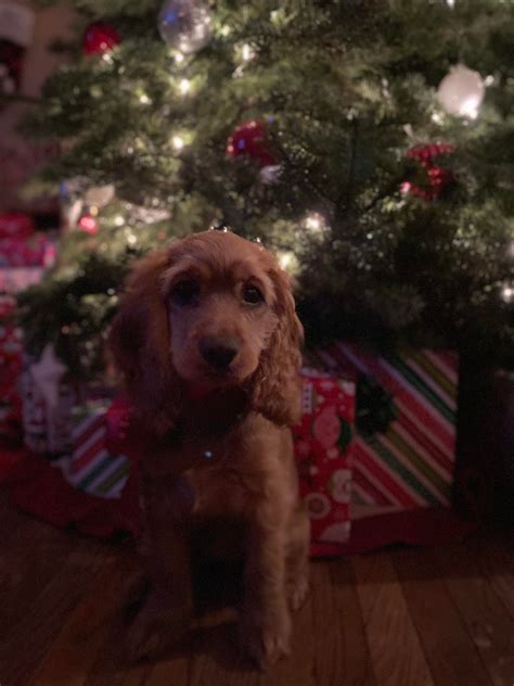 I Present U My Felipe He Looks Always Angryuncomfortable Rcockerspaniel