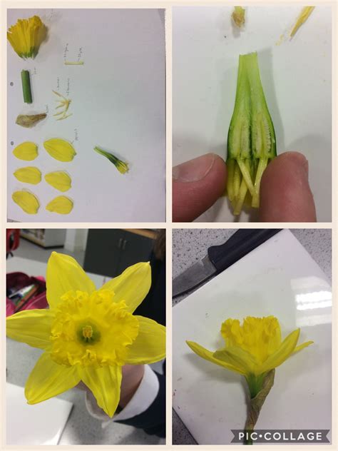 Daffodil Flower Dissection At Rebecca Hart Blog