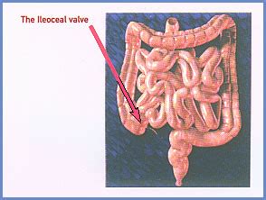 Ileocecal Valve Wikipedia