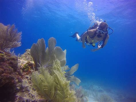 Best Scuba Diving Cancun Experiences More A Ha Scuba Diving Artofit