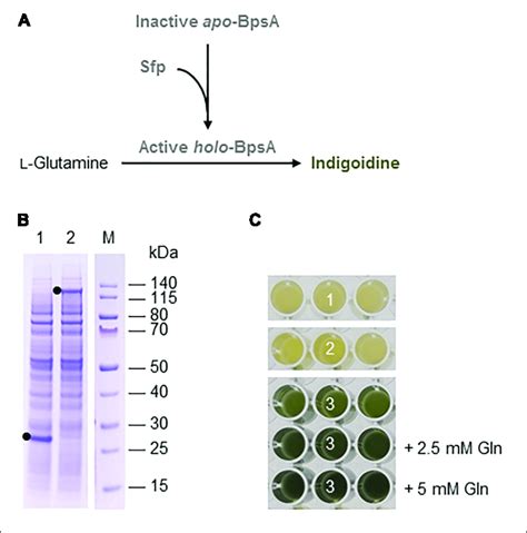 Indigoidine Biosynthesis In The By 2 Cell Free System A Schematic