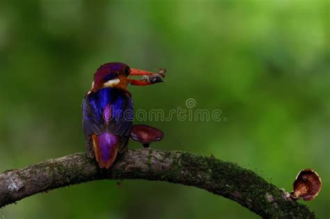 Odkf Oriental Dwarf Kingfisher With A Kill On A Tree Branch Stock