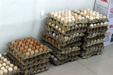 Centre d’Excellence Régional sur les Sciences Aviaires (CERSA)