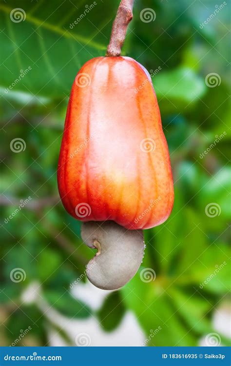 Cashew Nut Fruit Edible At Bruce Moreno Blog