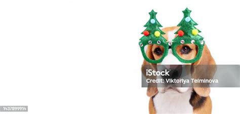 흰색 고립된 배경에 크리스마스 트리 모양의 안경을 쓴 비글 개 새해 복 많이 받으세요 그리고 메리 크리스마스 인사말 배너 0명에 대한 스톡 사진 및 기타 이미지 Istock