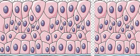 Mixed Epithelium Vector Scientific Illustration