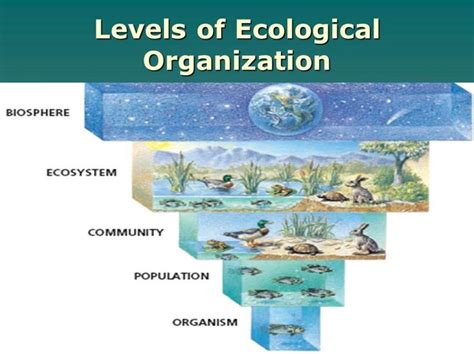 Basics Of Ecology Pdf