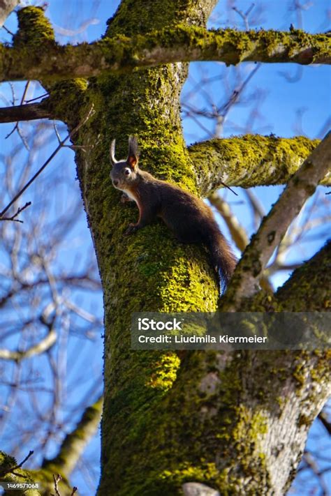 다람쥐가 나무에 앉아 있다 다람쥐는 잎이없는 나무를 따라 달린다 맑고 푸른 하늘에 나무에 다람쥐 화창한 날 나무에 아름 다운 다람쥐입니다 갈색에 대한 스톡 사진 및 기타