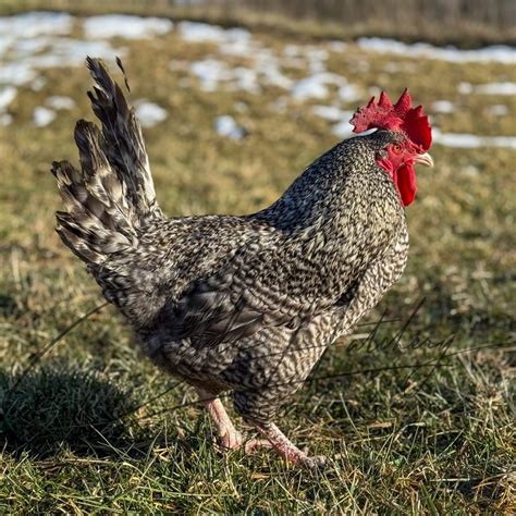 Cuckoo Maran Rooster Is She A Cuckoo Maran Thats What She Was
