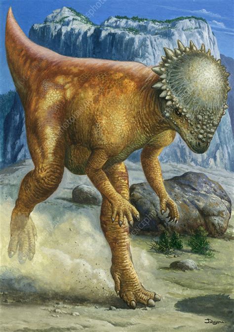 Pachycephalosaurus Dinosaur Illustration Stock Image C057 9353 Science Photo Library