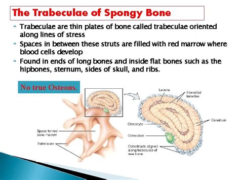 Bone Histology Dr Nabil Khouri Review Hyaline Cartilage